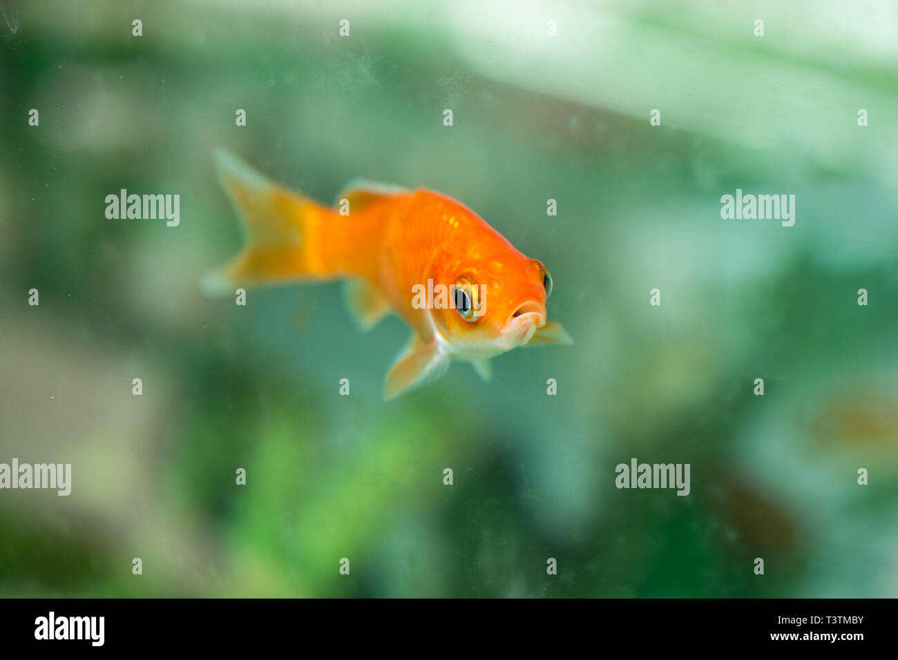 Colorful fish swimming in an aquarium Stock Photo - Alamy