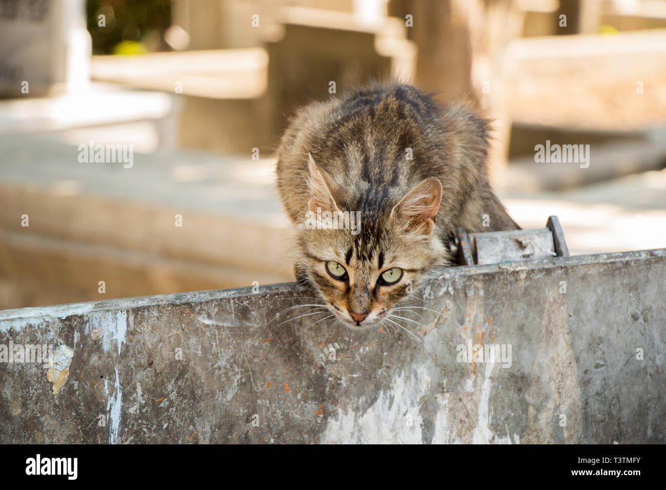 Stray cat seen in the street of the city Stock Photo - Alamy
