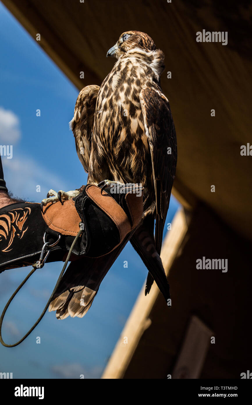 Falcon hawk bird on falconers hand during birds show Stock Photo - Alamy