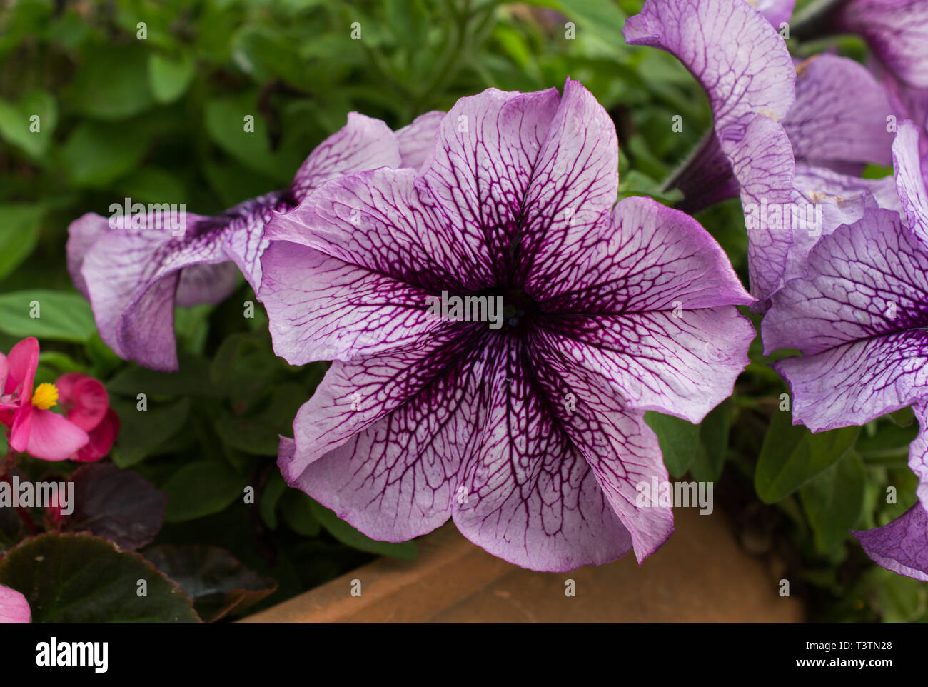 Beautiful colorful natural spring flower in view Stock Photo - Alamy