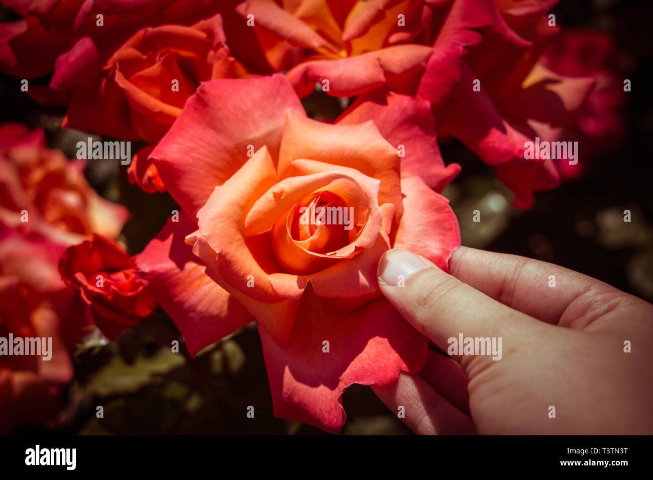 Hand holding a colorful Rose Flower Stock Photo - Alamy