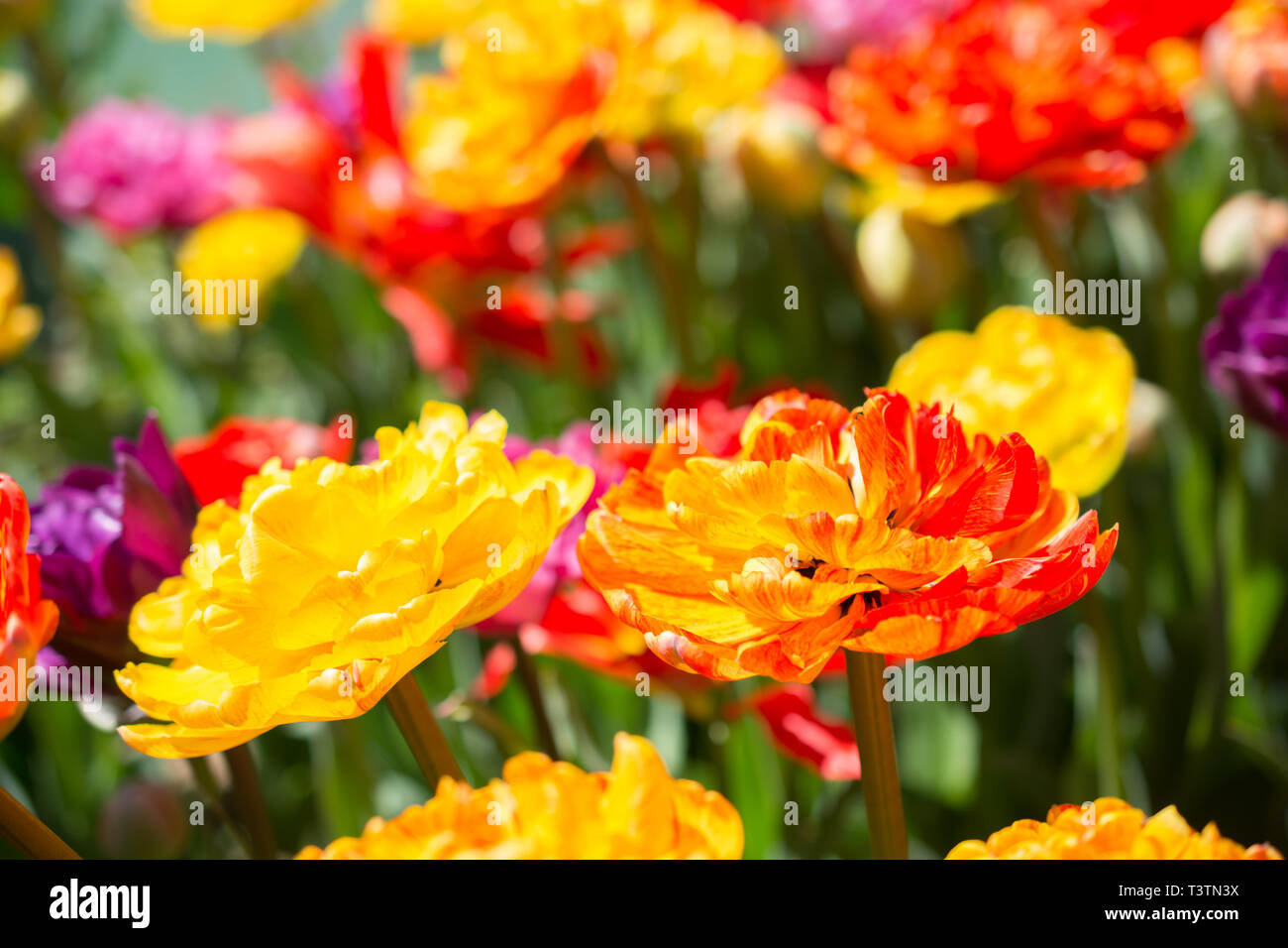 Orange color Tulips Bloom in Spring in garden Stock Photo - Alamy