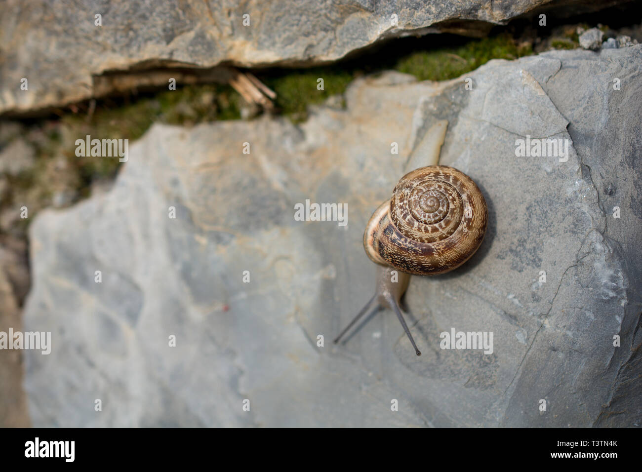 The snail slides up down the stony ground Stock Photo - Alamy