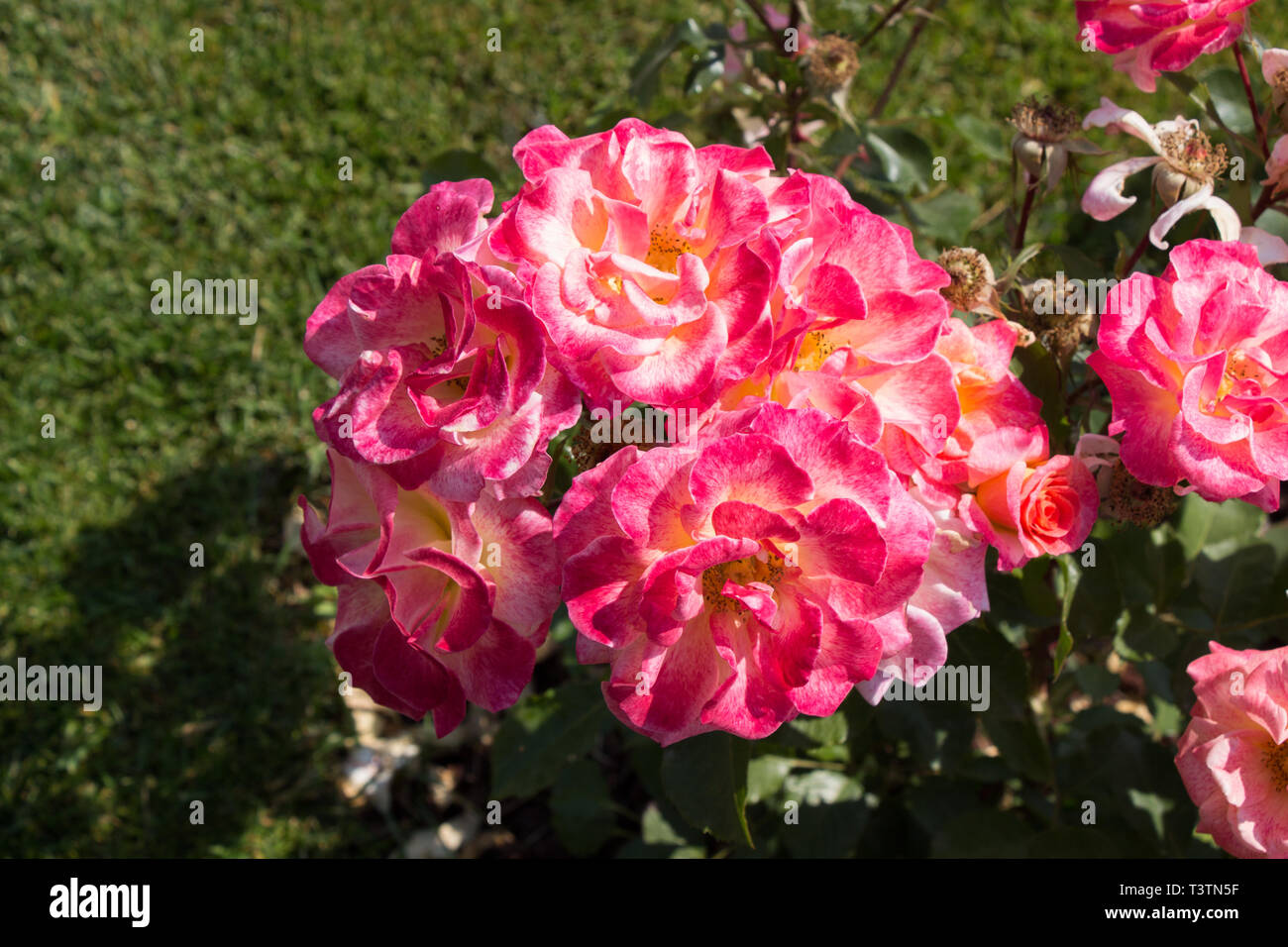 Blooming beautiful bunch of roses in spring garden Stock Photo - Alamy