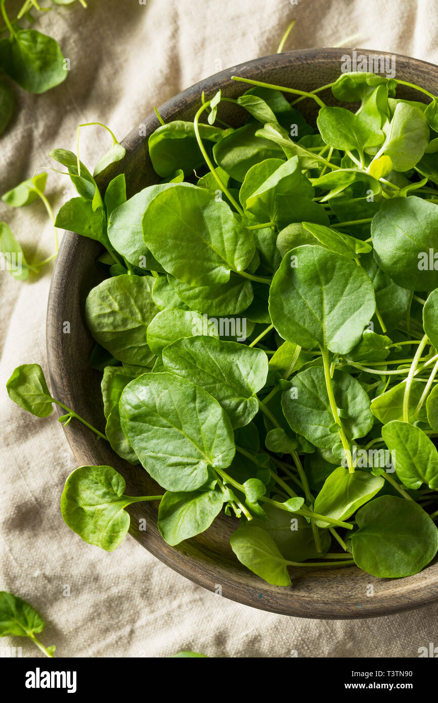 Cress seed hi-res stock photography and images - Alamy