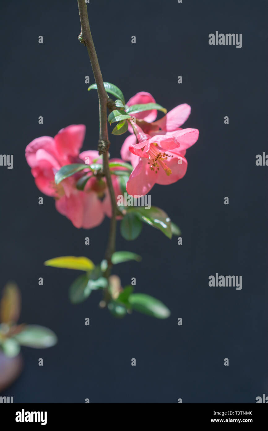 Tree bloom blossom beautiful flowers in spring season Stock Photo - Alamy