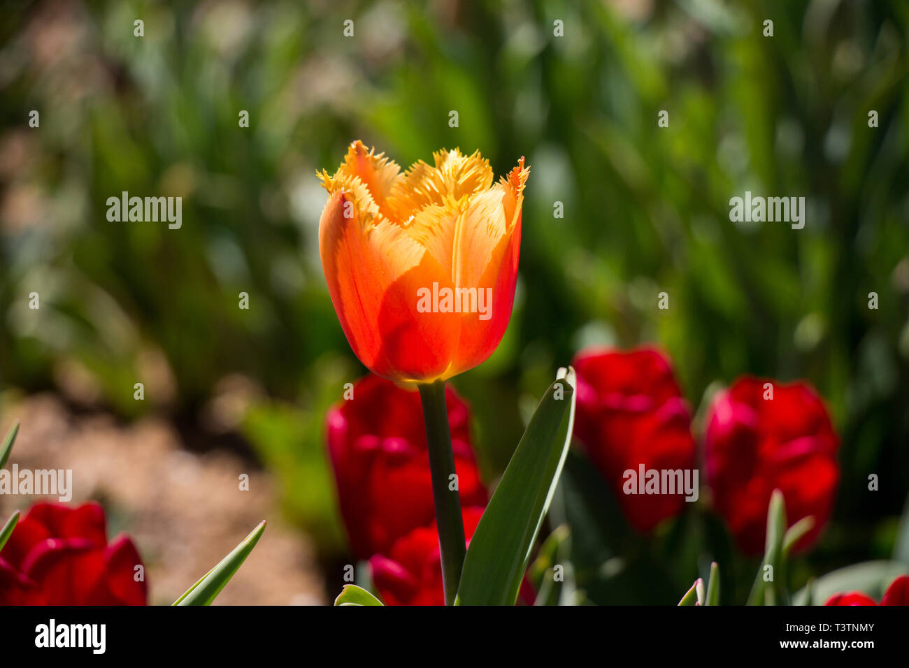 Orange color Tulips Bloom in Spring in garden Stock Photo - Alamy