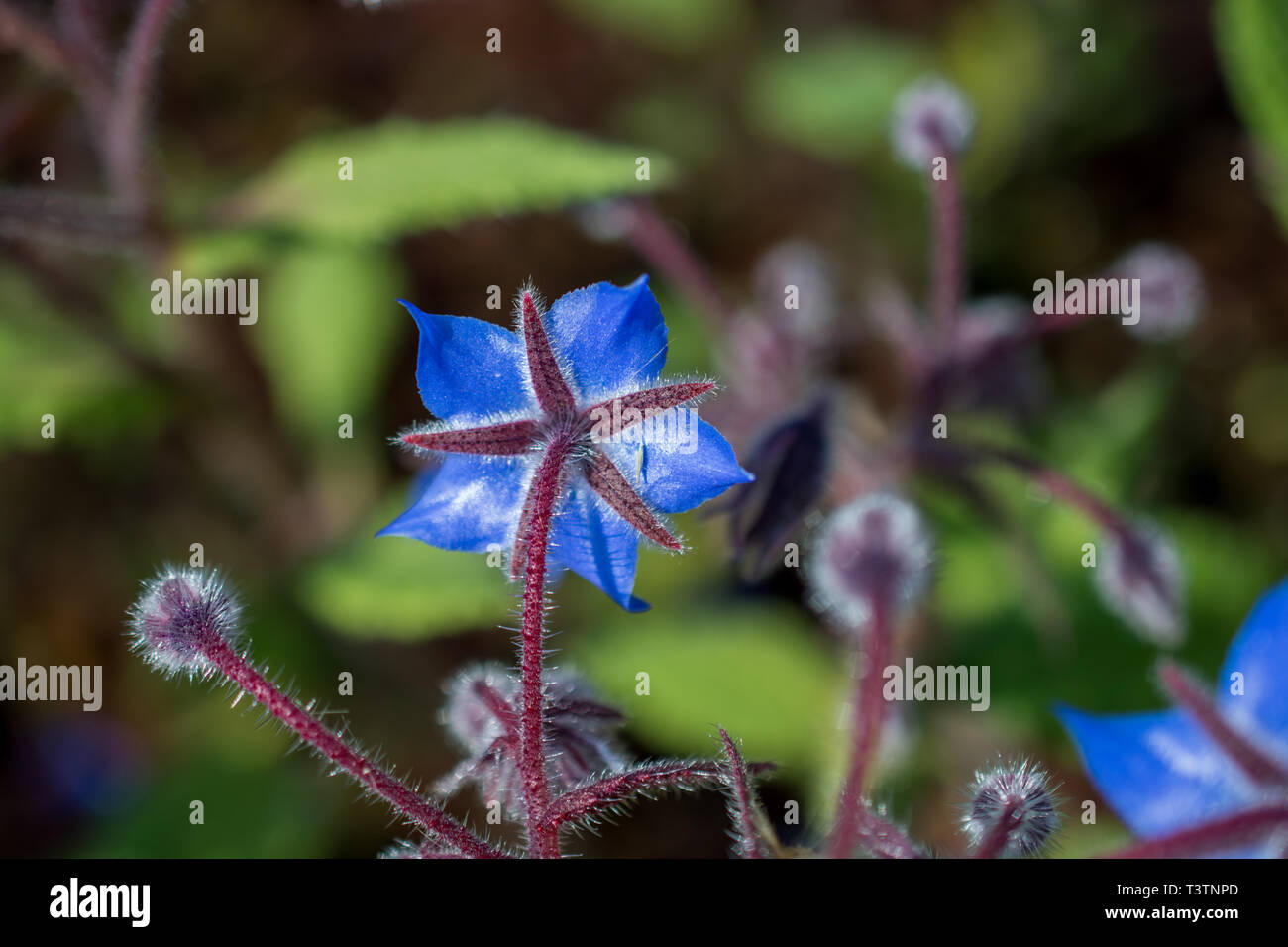 Colorful blooming wild spring flowers Stock Photo - Alamy