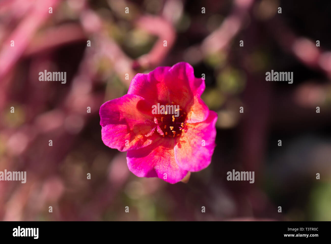 Beautiful colorful natural spring flower in view Stock Photo - Alamy