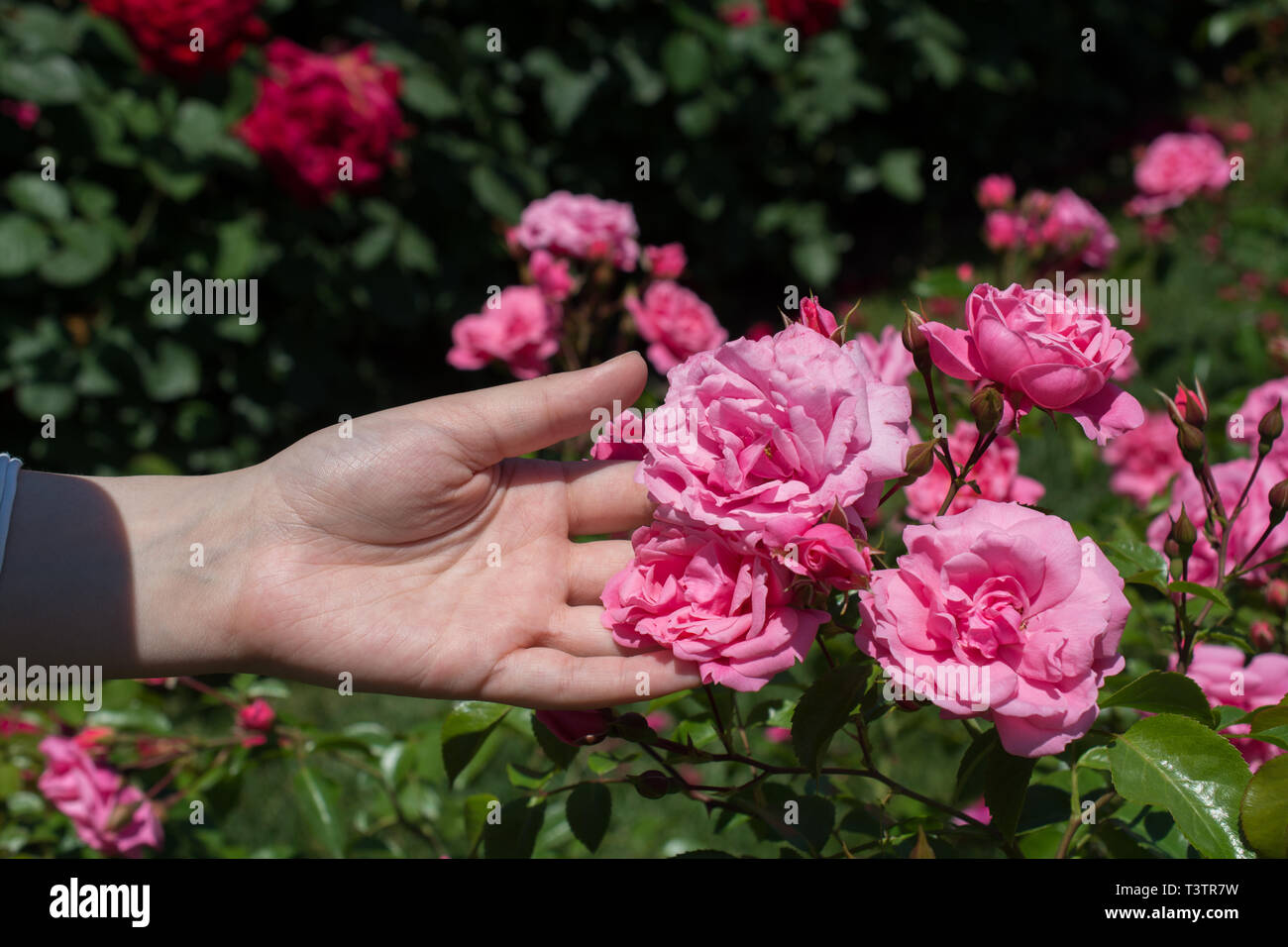 Beautiful fresh roses in hand Stock Photo - Alamy