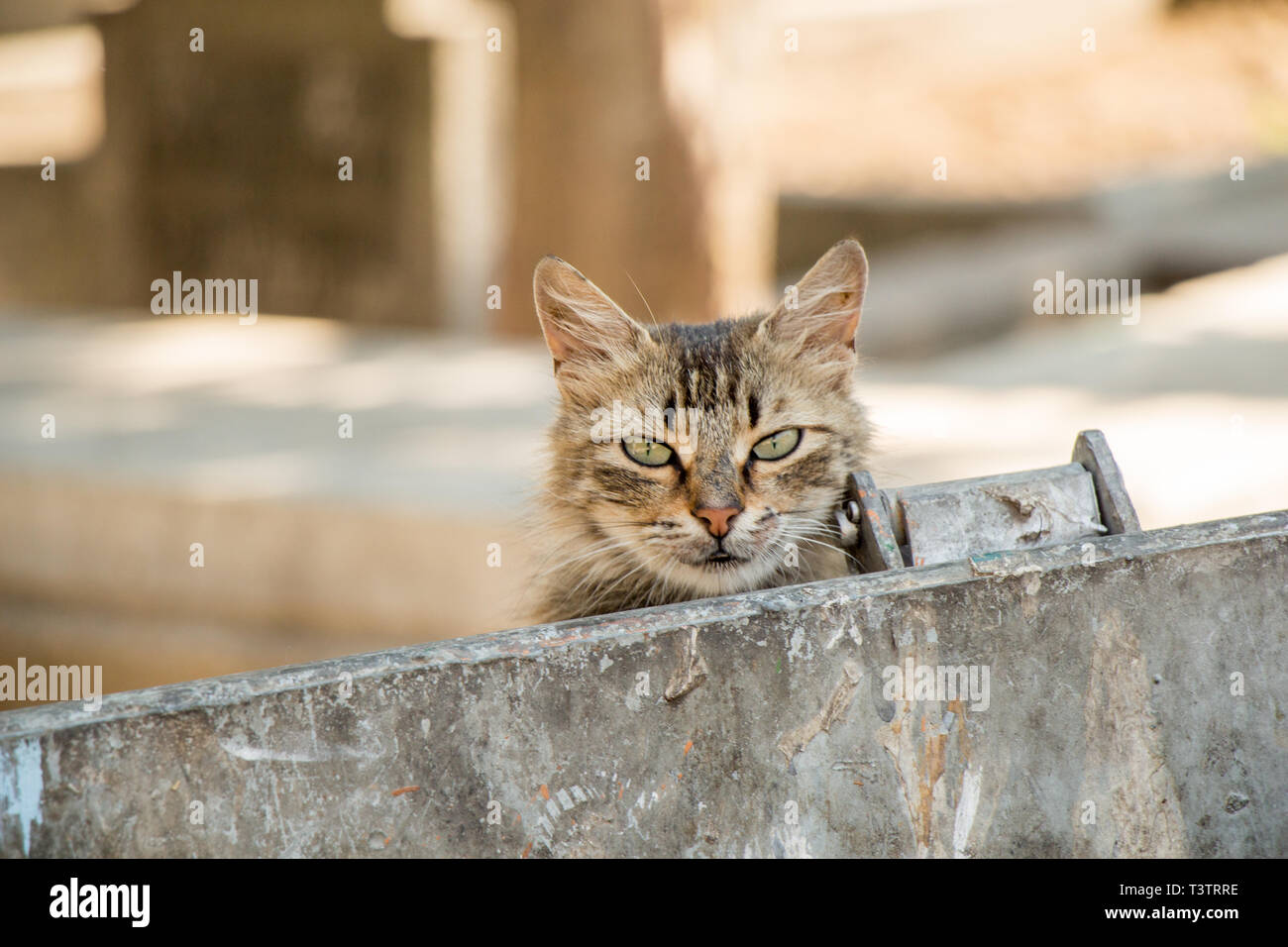 Stray cat seen in the street of the city Stock Photo - Alamy