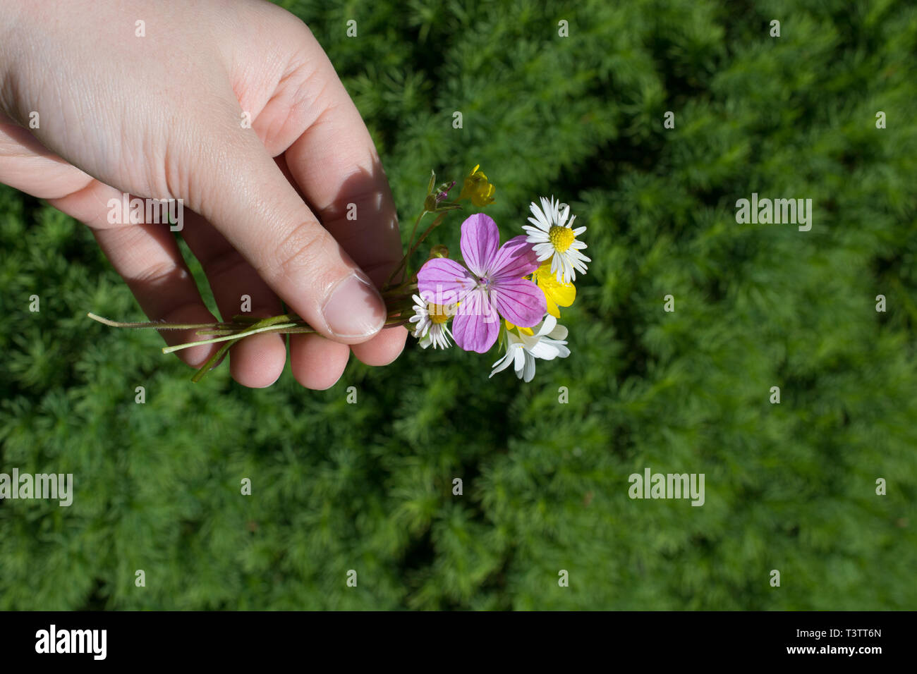 Hand holding Beautiful colorful natural spring flowers Stock Photo - Alamy
