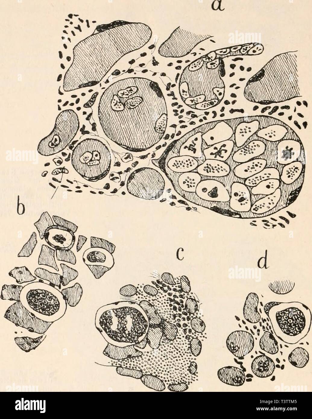 Protozoen parasiten hi-res stock photography and images - Alamy