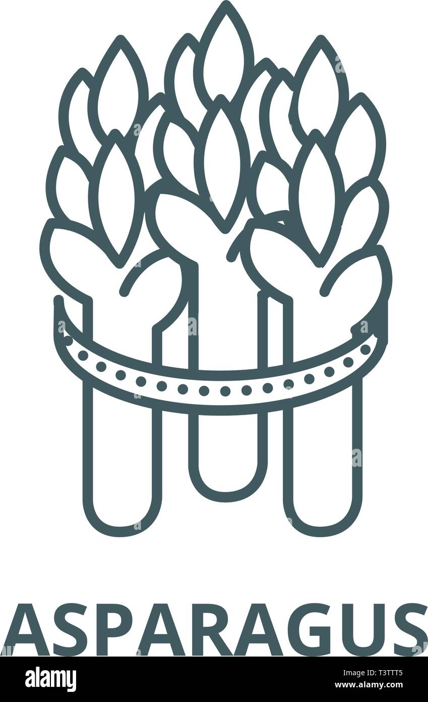 Asparagus line icon, vector. Asparagus outline sign, concept symbol ...
