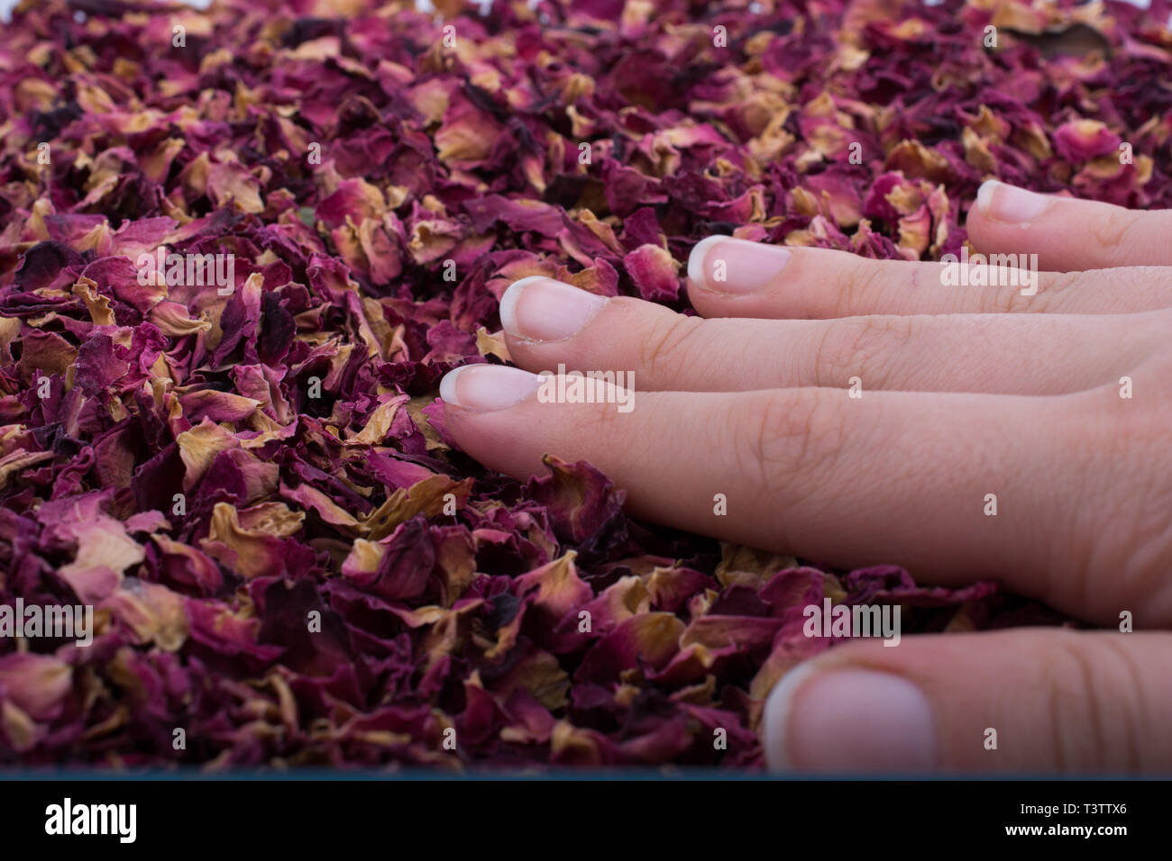 Dried rose petals as herbal tea is in hand Stock Photo - Alamy