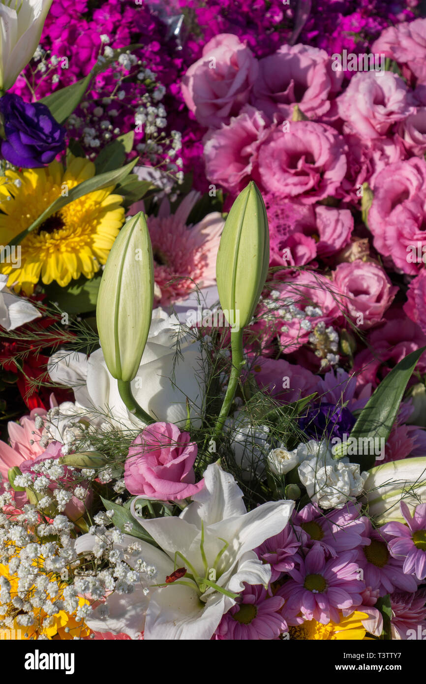 Beautiful colorful natural spring flowers as a nature background Stock ...