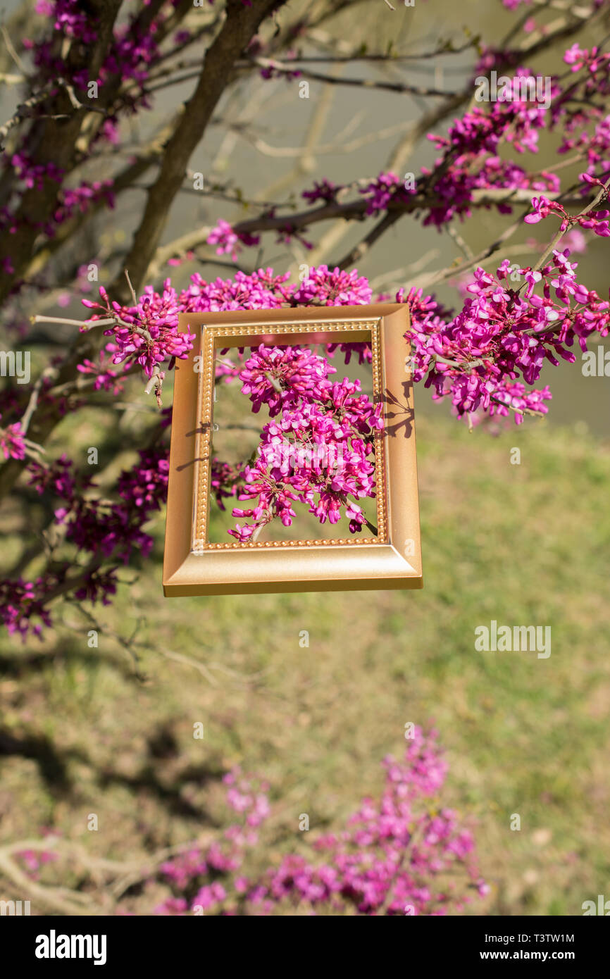 Tree bloom blossom beautiful flowers in wooden frame Stock Photo - Alamy