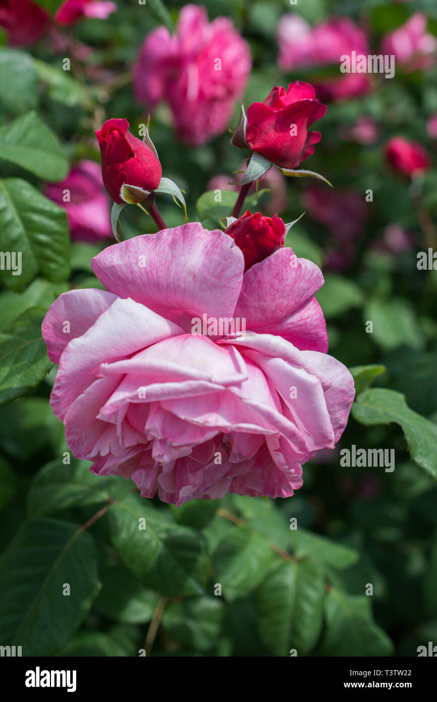 Blooming beautiful colorful rose in garden nature background Stock ...