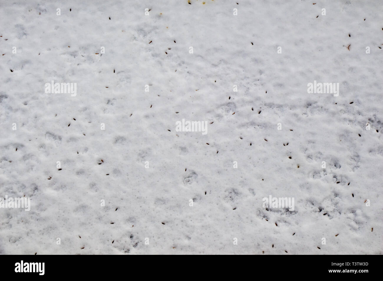 Snow winter background mostly in white color Stock Photo - Alamy