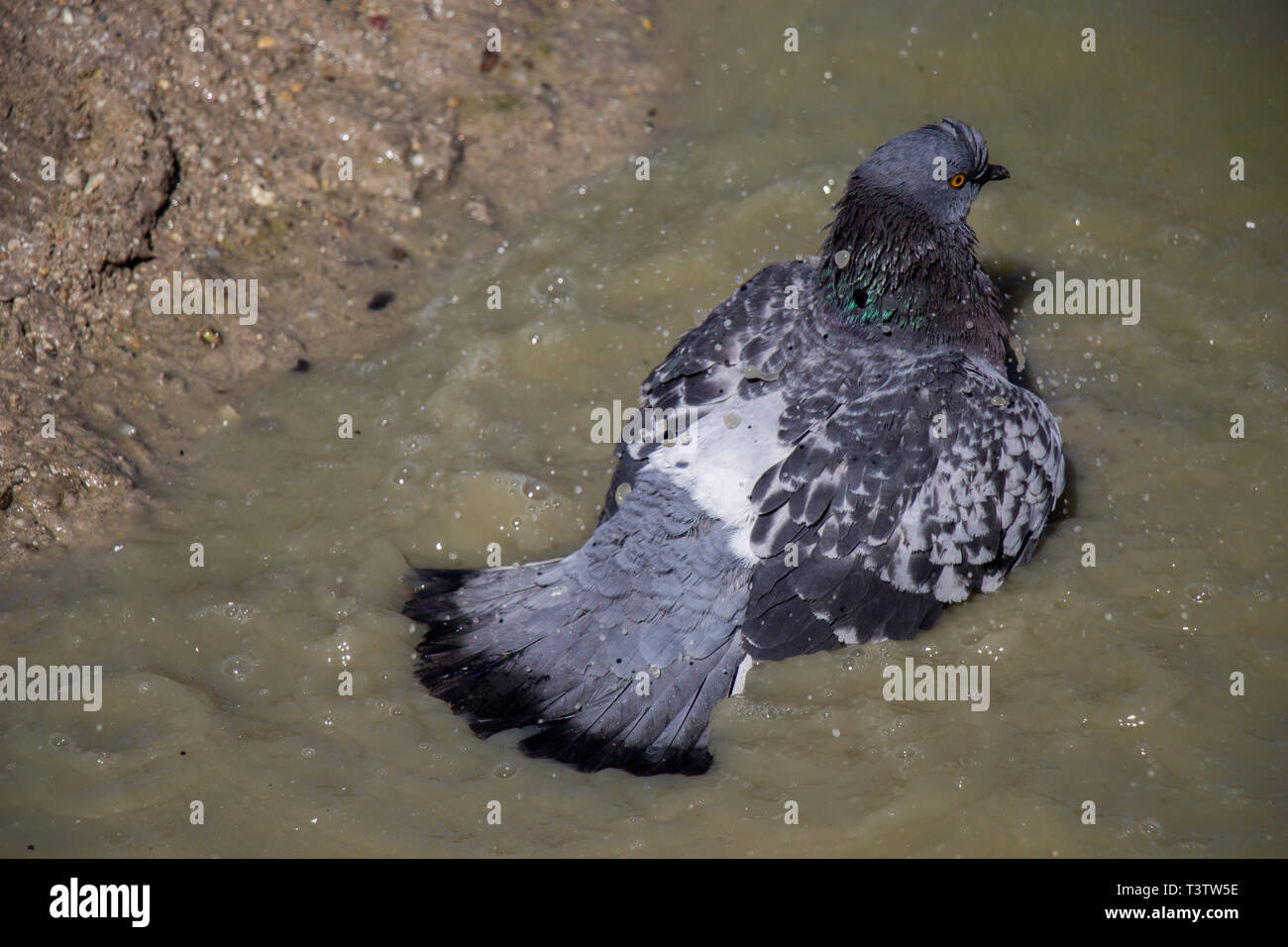 City pigeons bath in the muddy water Stock Photo - Alamy
