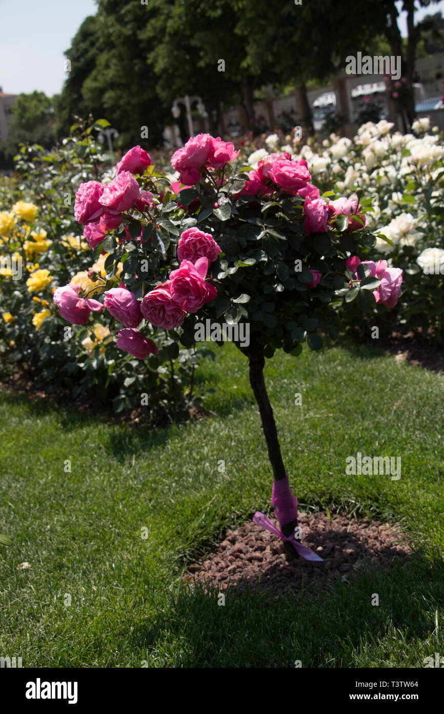 Rose tree with pink roses in a rose garden Stock Photo - Alamy