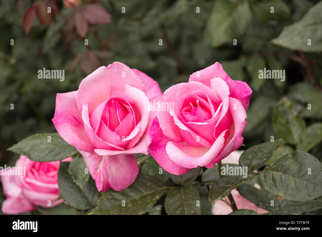 Blooming beautiful colorful roses in the garden background Stock Photo ...