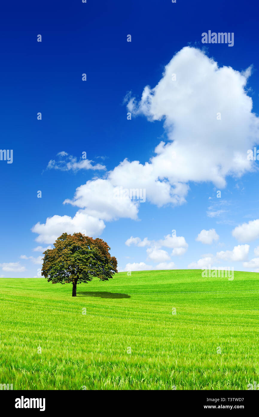 Idyllic landscape, lonely tree among green fields, in the background ...