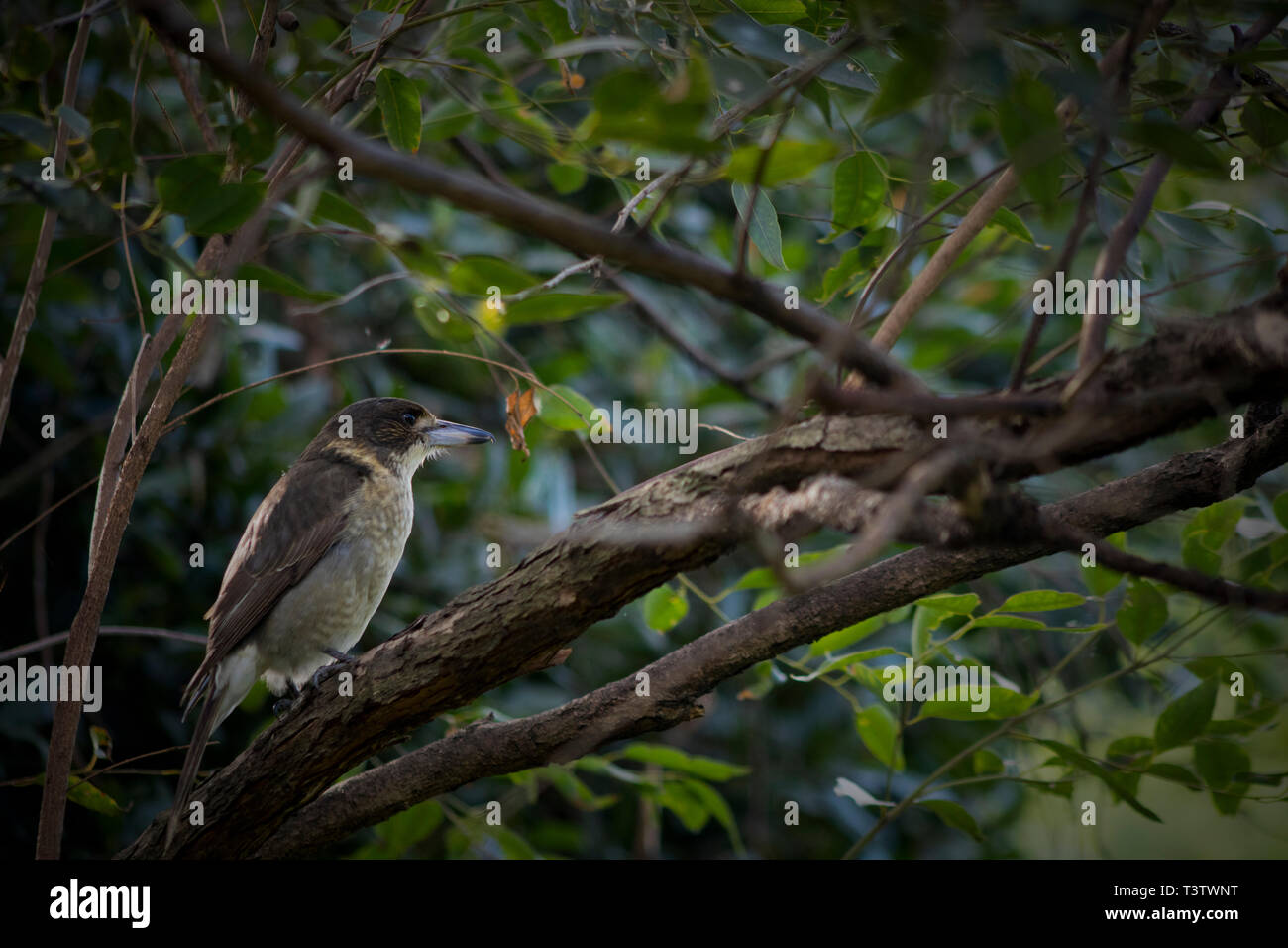 Australian Butcher Bird (Cracticus torquatus Stock Photo - Alamy