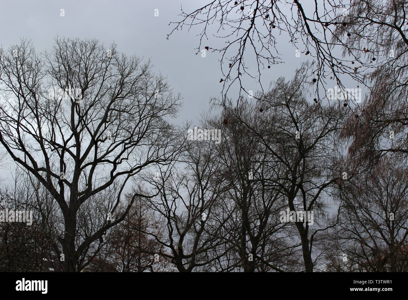 Trees without leaves in Winter Stock Photo - Alamy