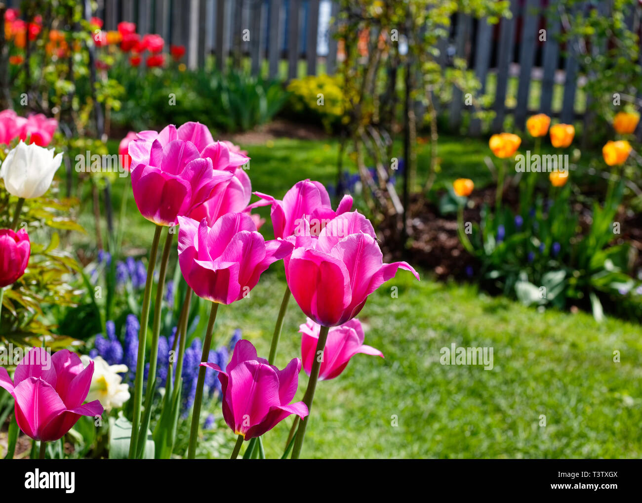 Tulips blooming in home hi-res stock photography and images - Alamy