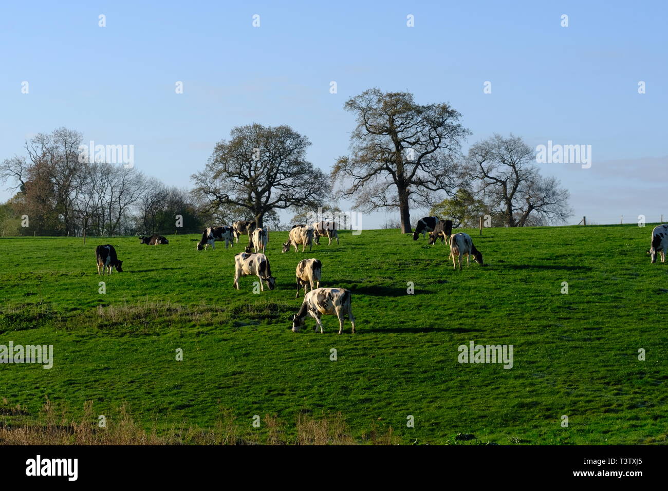 Cheshire, Dairy Cows, Cheshire Grassland, Dairy Farm, Rural Scene ...