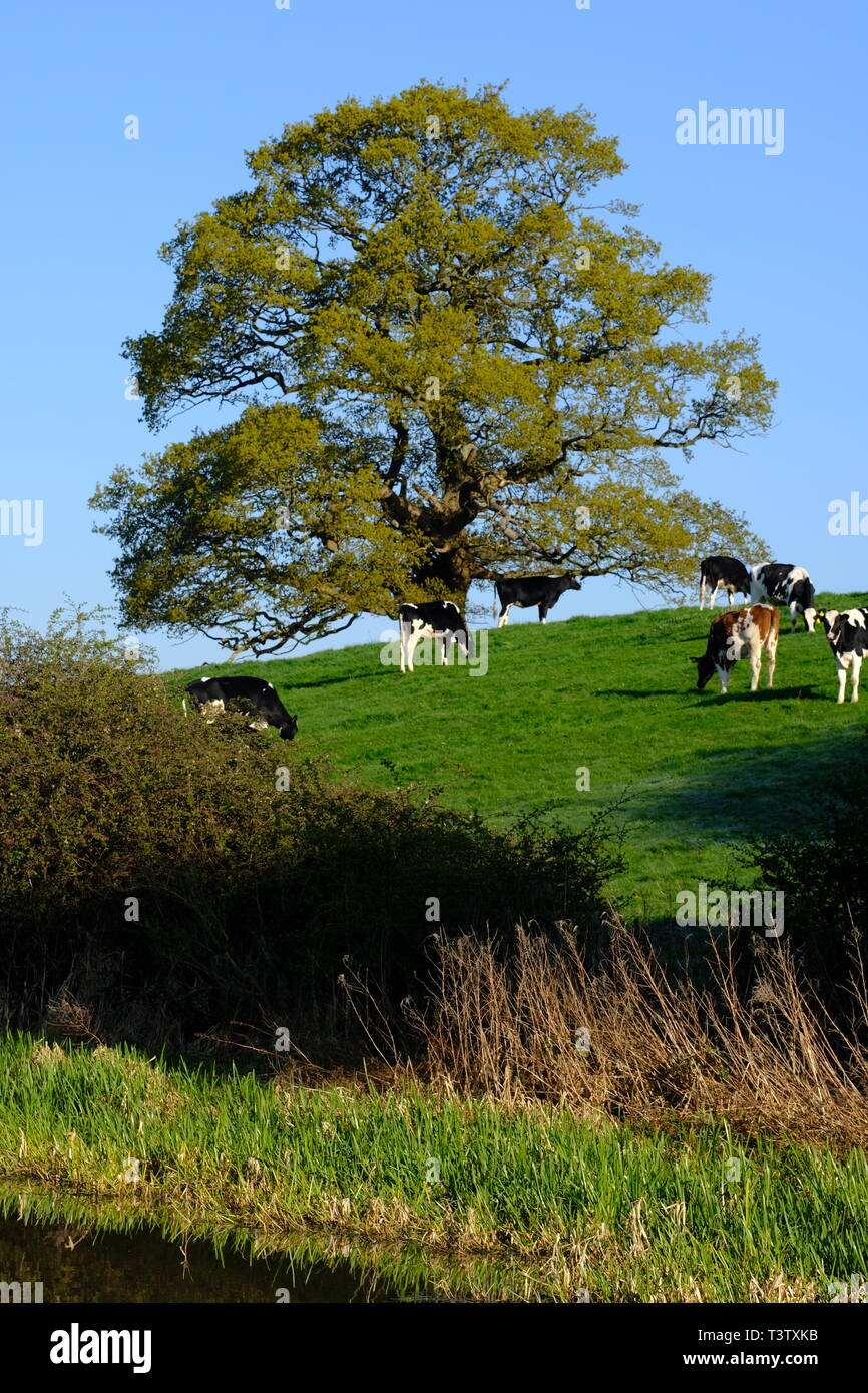 Cheshire, Dairy Cows, Cheshire Grassland, Dairy Farm, Rural Scene ...