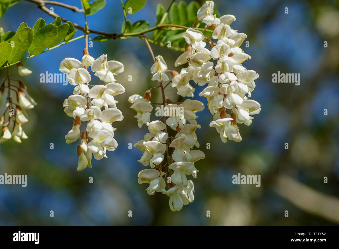 Locust tree hi-res stock photography and images - Alamy