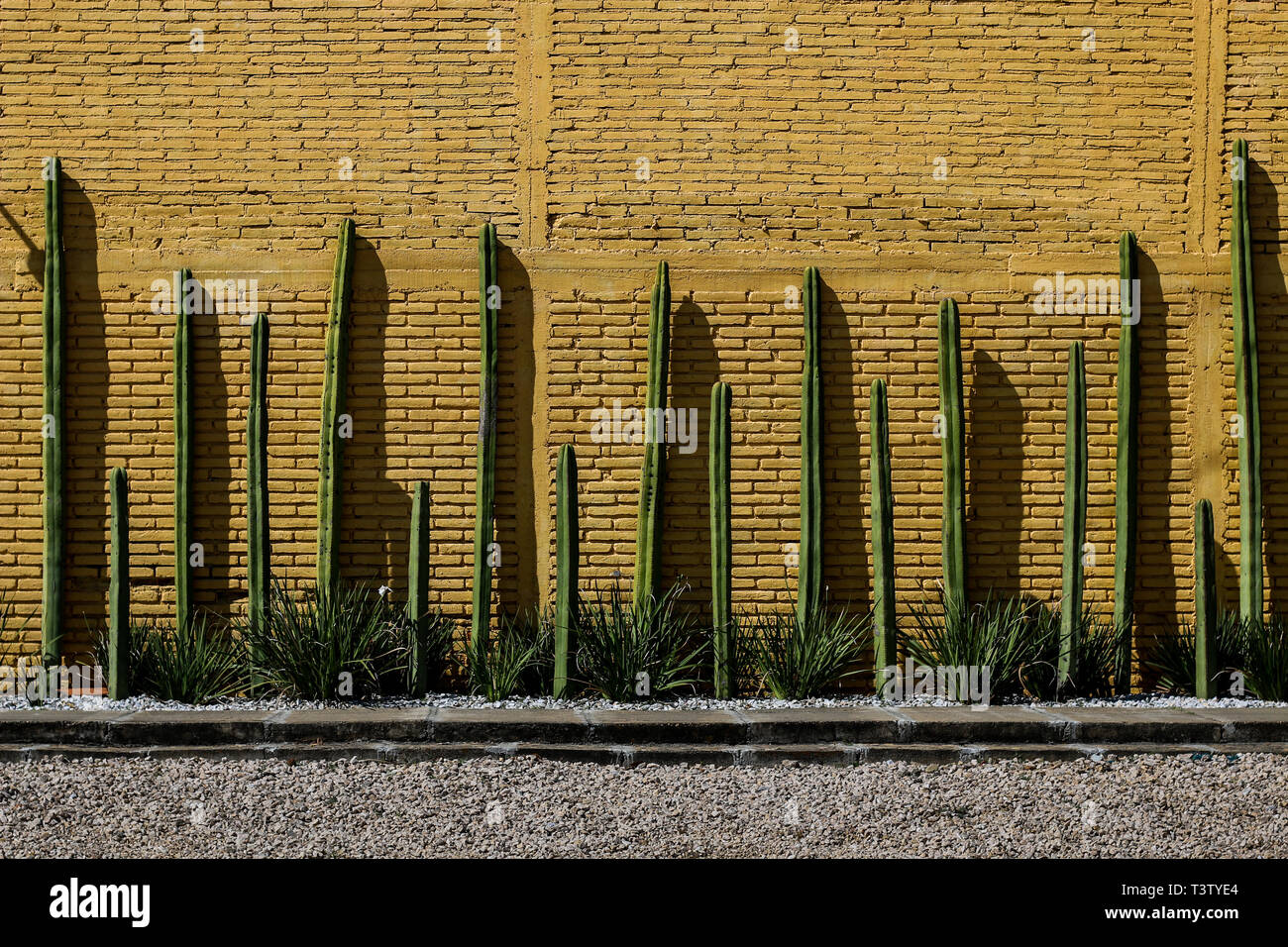 Yellow brick wall with straight green cactus in the hot sun, slight ...