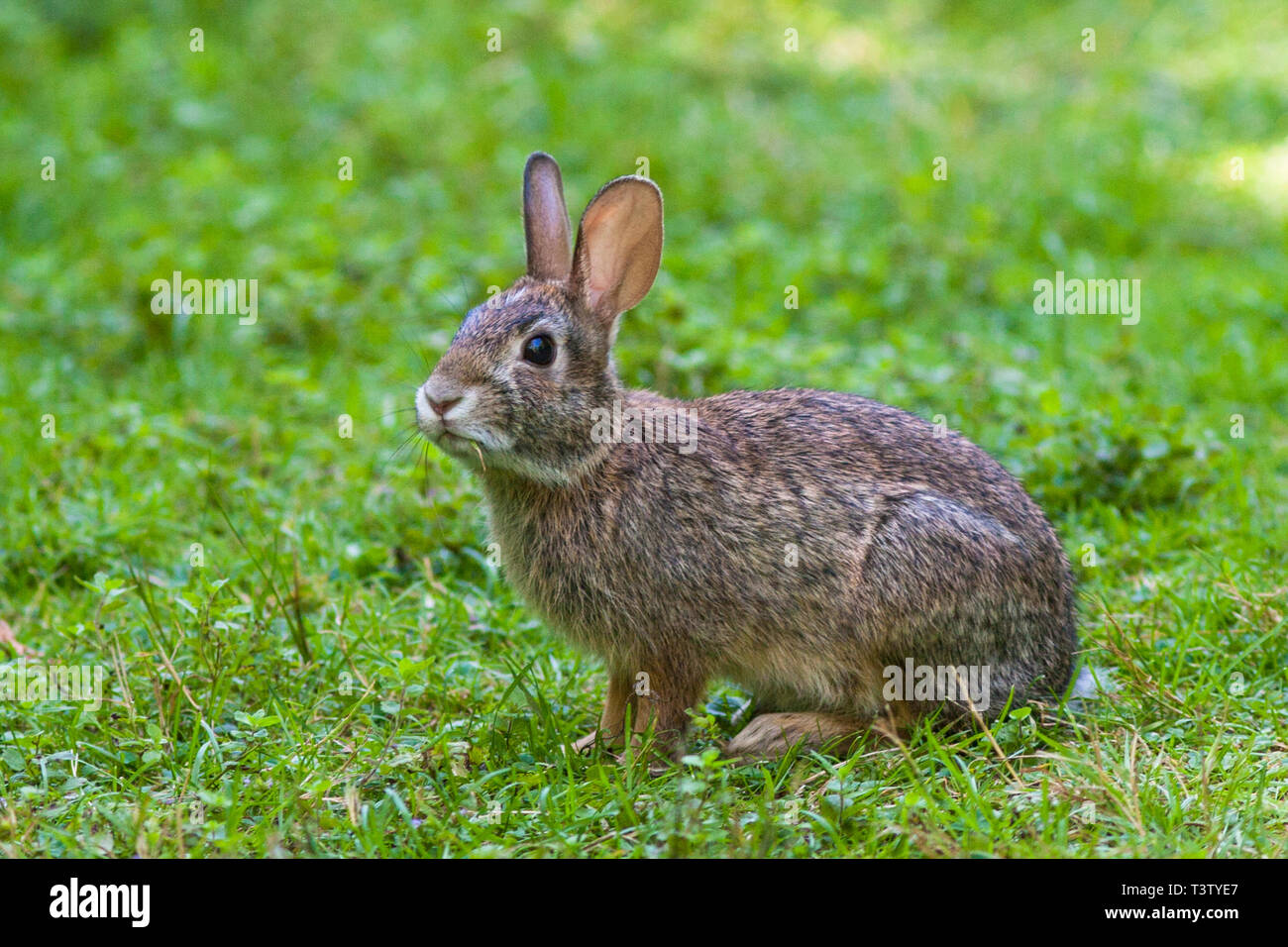 Eastern cottontail rabbit Stock Photo - Alamy