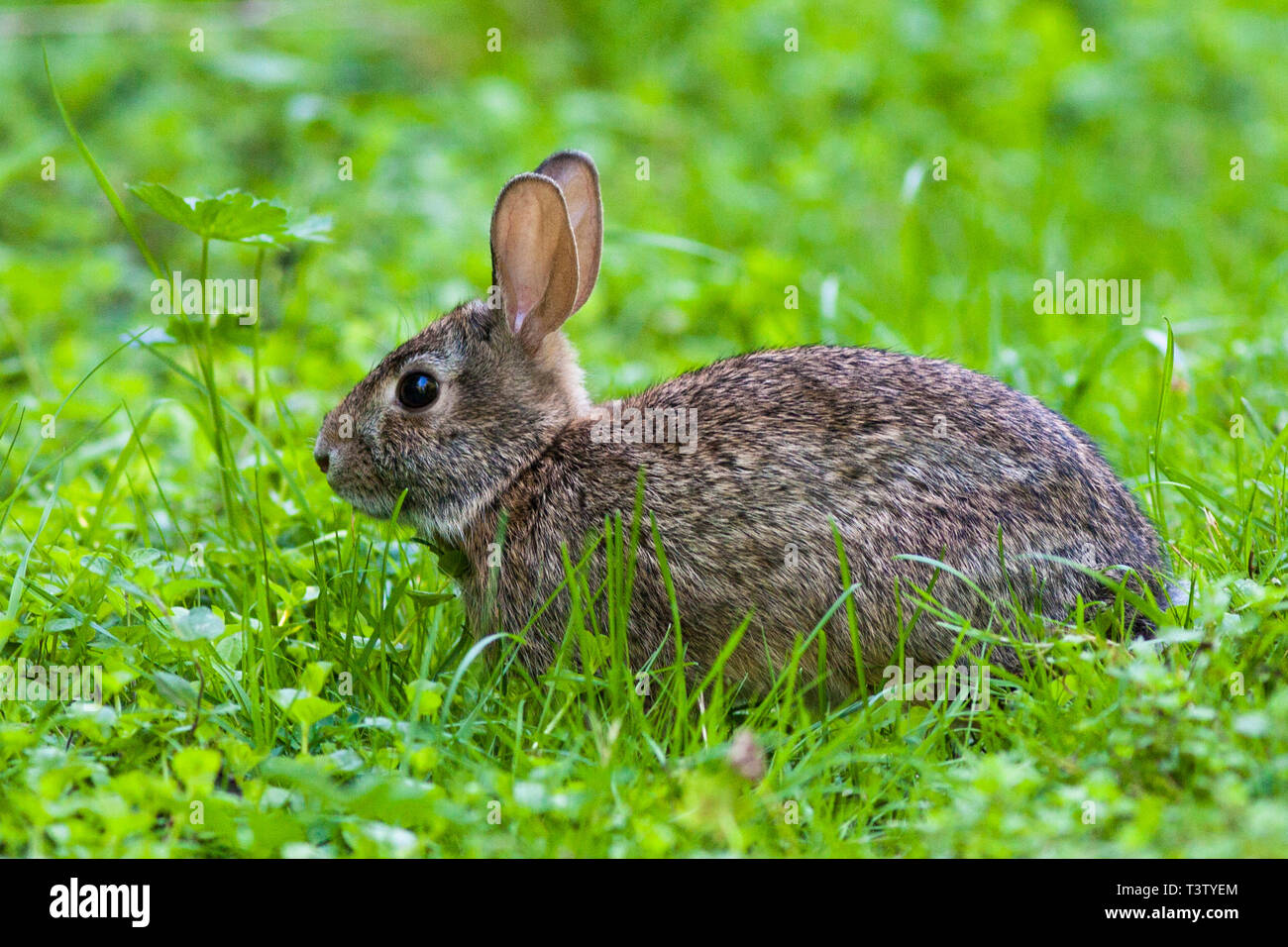 Eastern cottontail rabbit Stock Photo - Alamy