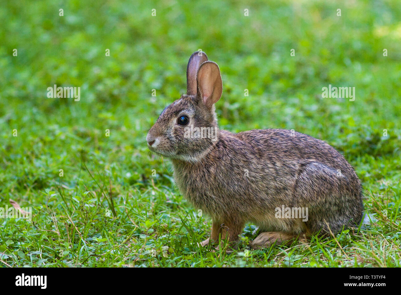 Eastern cottontail rabbit Stock Photo - Alamy