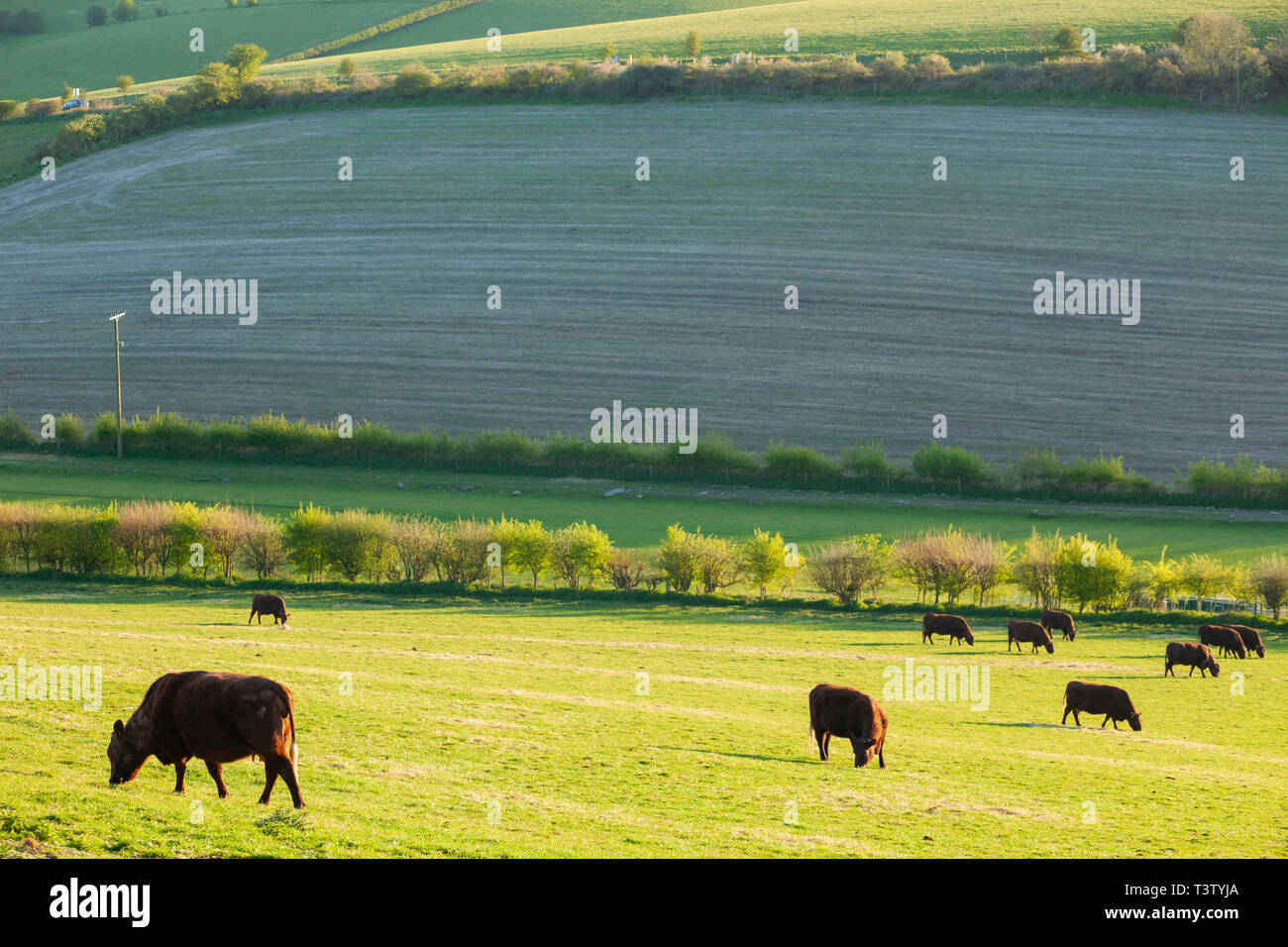 Cattle england spring hi-res stock photography and images - Alamy