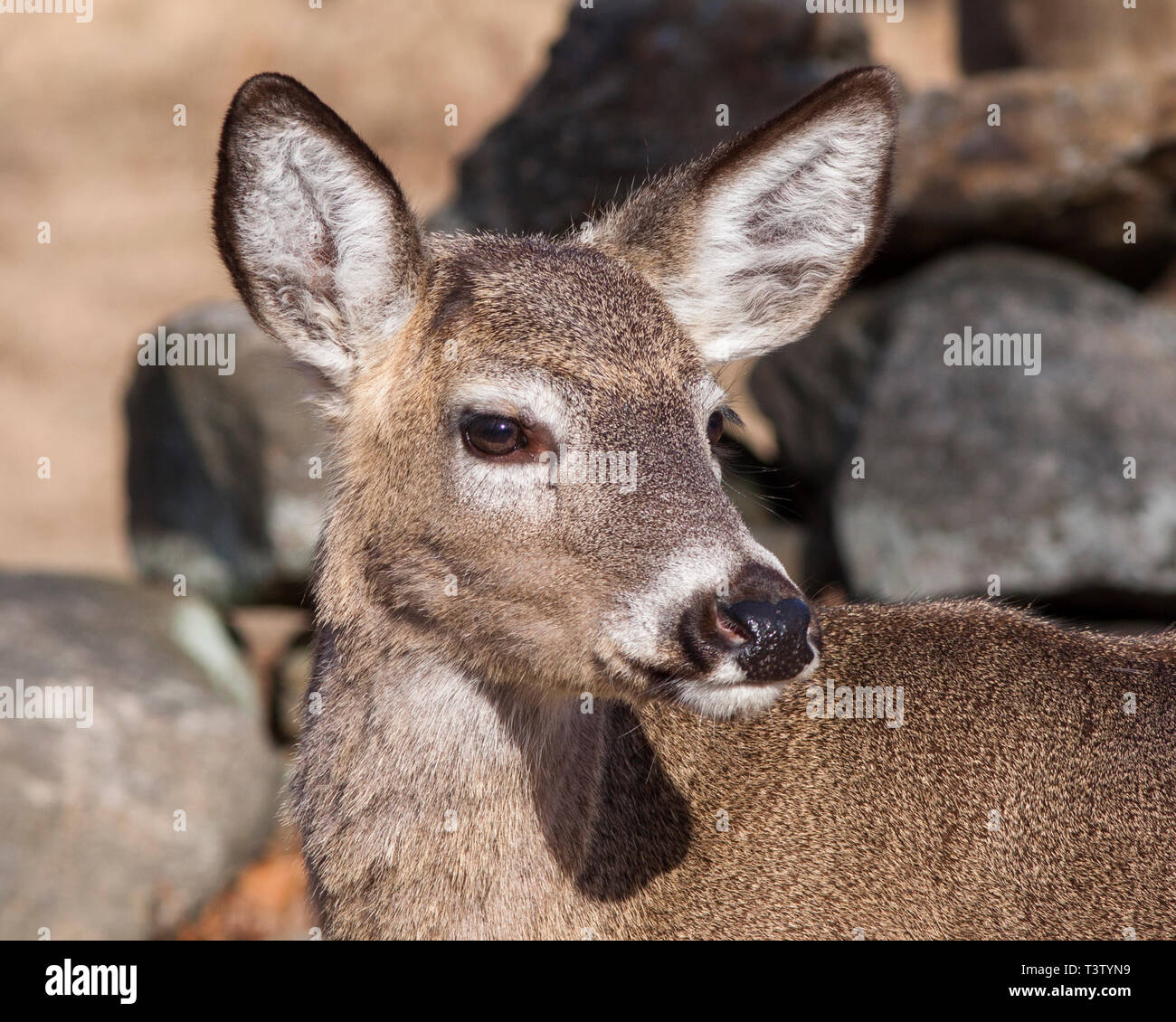 Real deer hi-res stock photography and images - Alamy