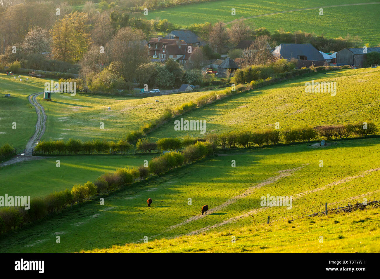Spring evening on the South Downs in West Sussex, England Stock Photo ...