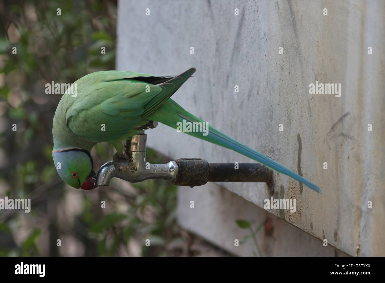Parrot water tap hi-res stock photography and images - Alamy