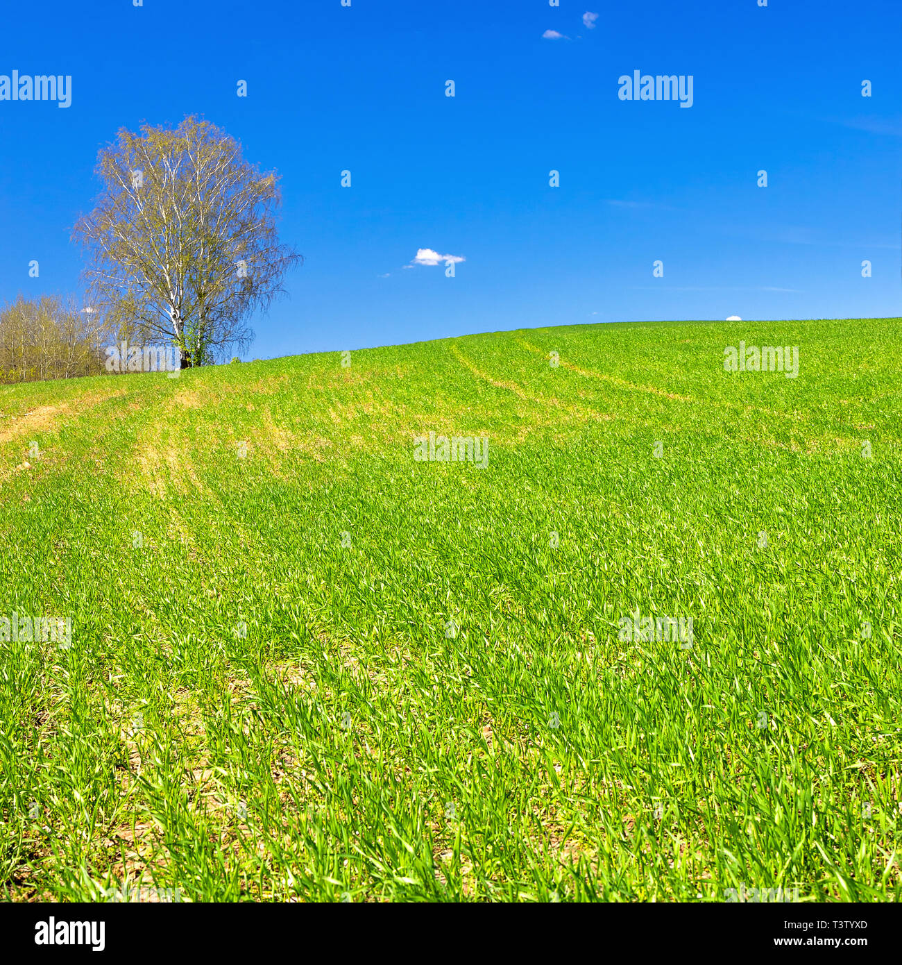 beautiful spring rural landscape with field and blue sky. agricultural ...