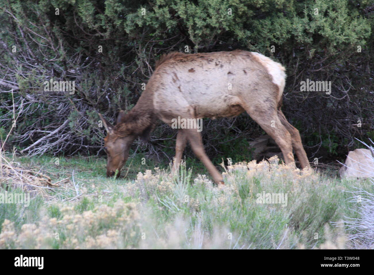 White tailed deer hoof hi-res stock photography and images - Alamy