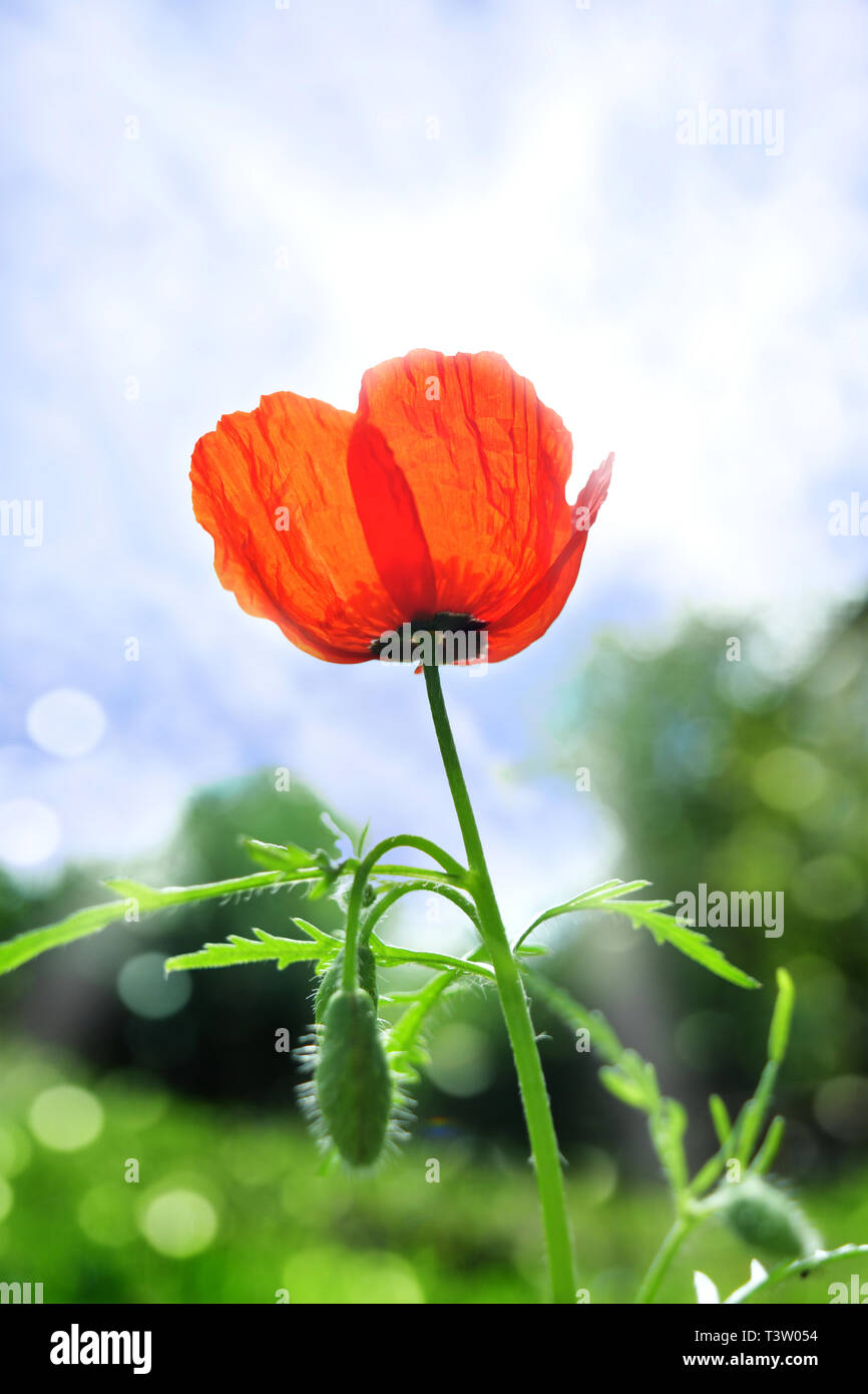 Sun on poppy hi-res stock photography and images - Alamy