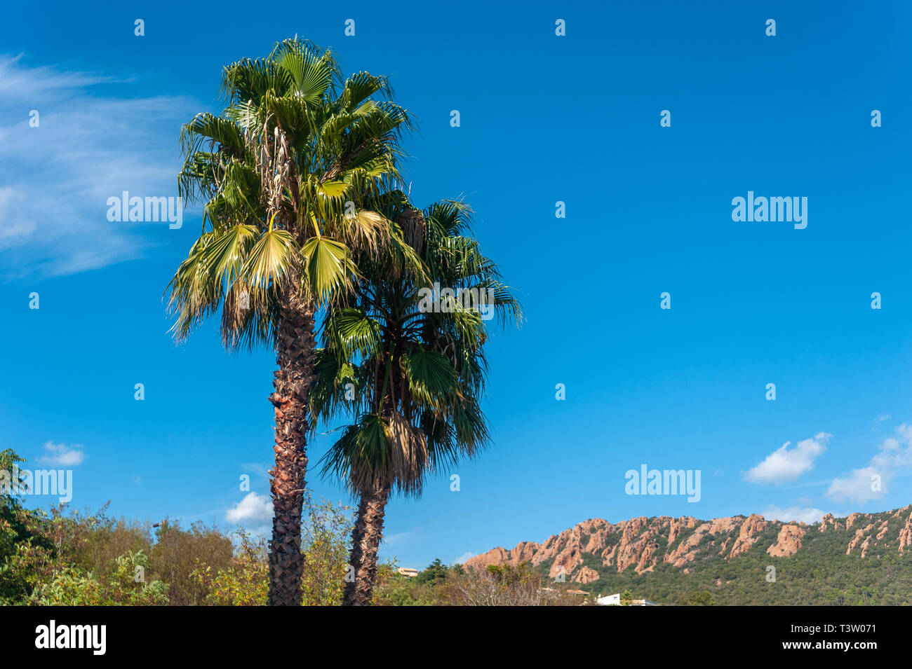 Europe palm tree hi-res stock photography and images - Alamy
