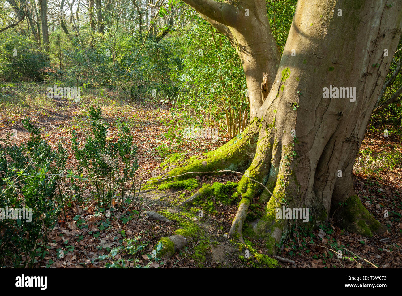 Binsted wood hi-res stock photography and images - Alamy