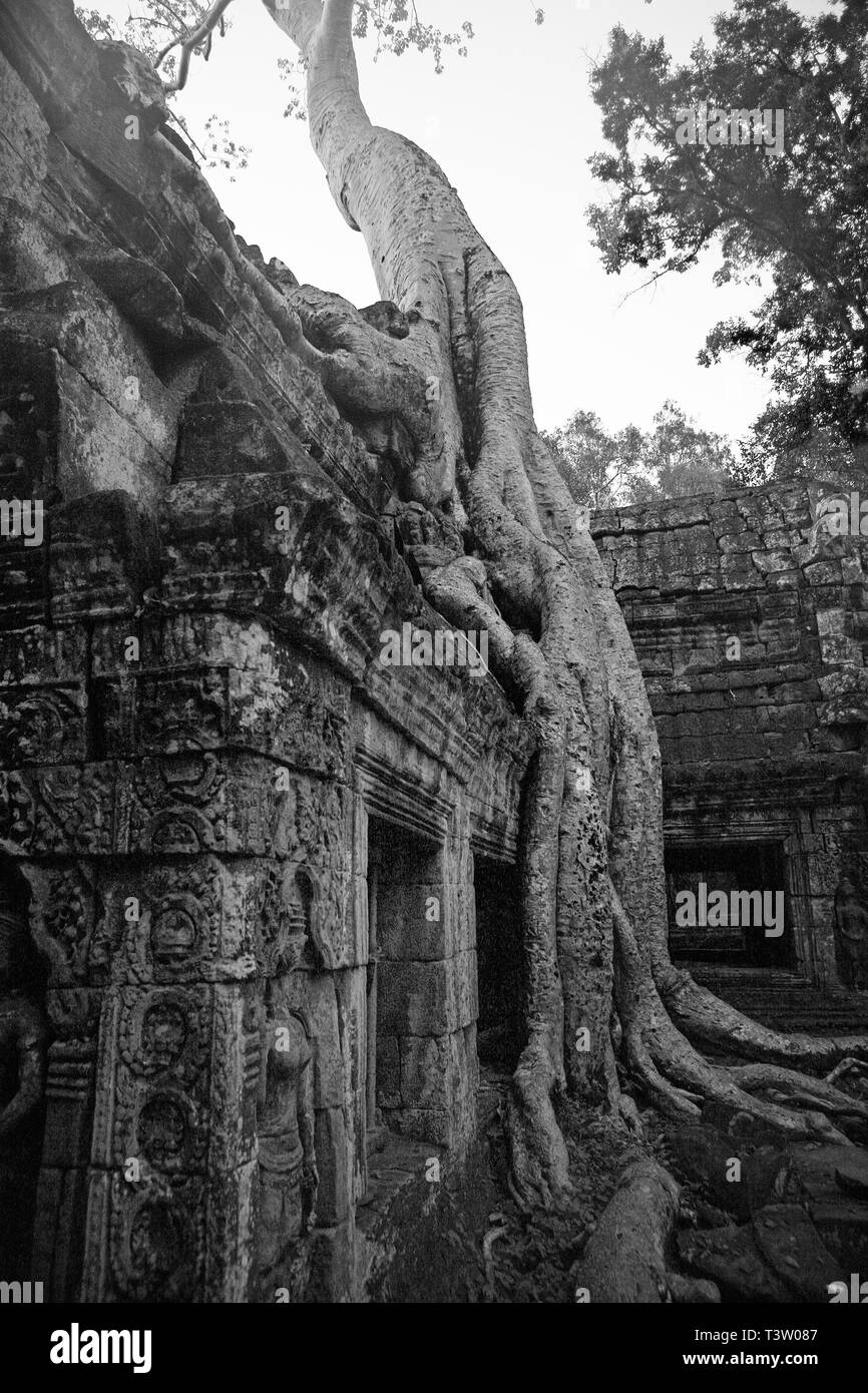 Roots of Tetrameles nudiflora, known as the "Tomb Raider Tree", invade ...
