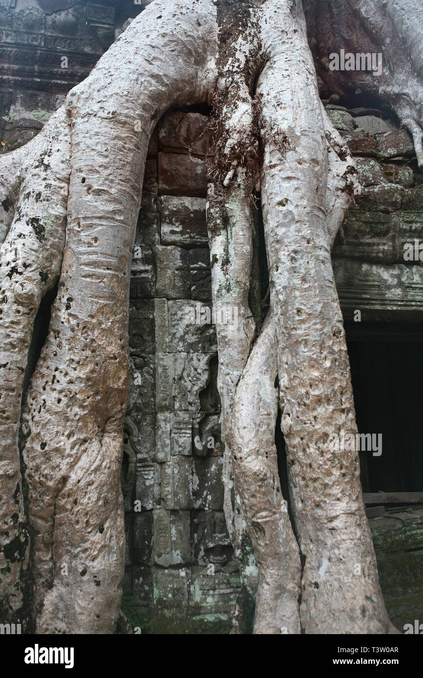 Roots of Tetrameles nudiflora, known as the "Tomb Raider Tree", invade ...