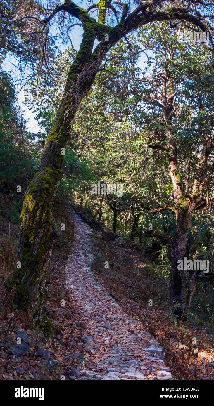 Misty wood walk hi-res stock photography and images - Alamy