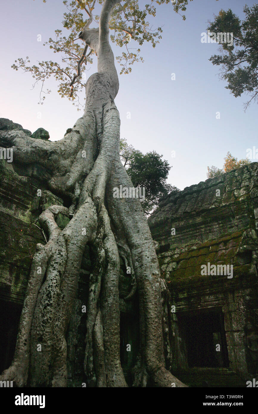 Roots of Tetrameles nudiflora, known as the "Tomb Raider Tree", invade ...